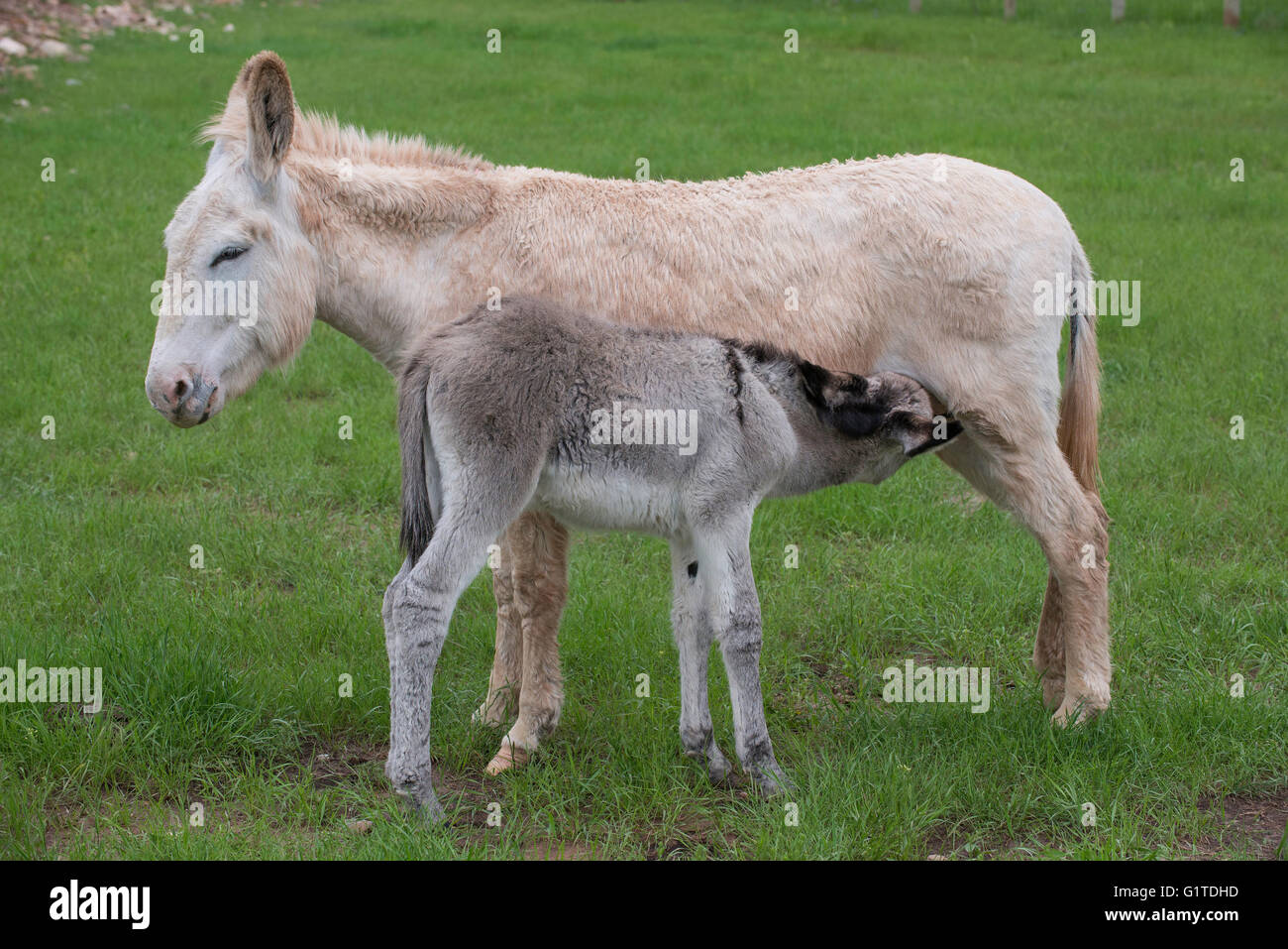 Wild Burro foal nursing mother, (Equus asinus), Custer State Park South ...