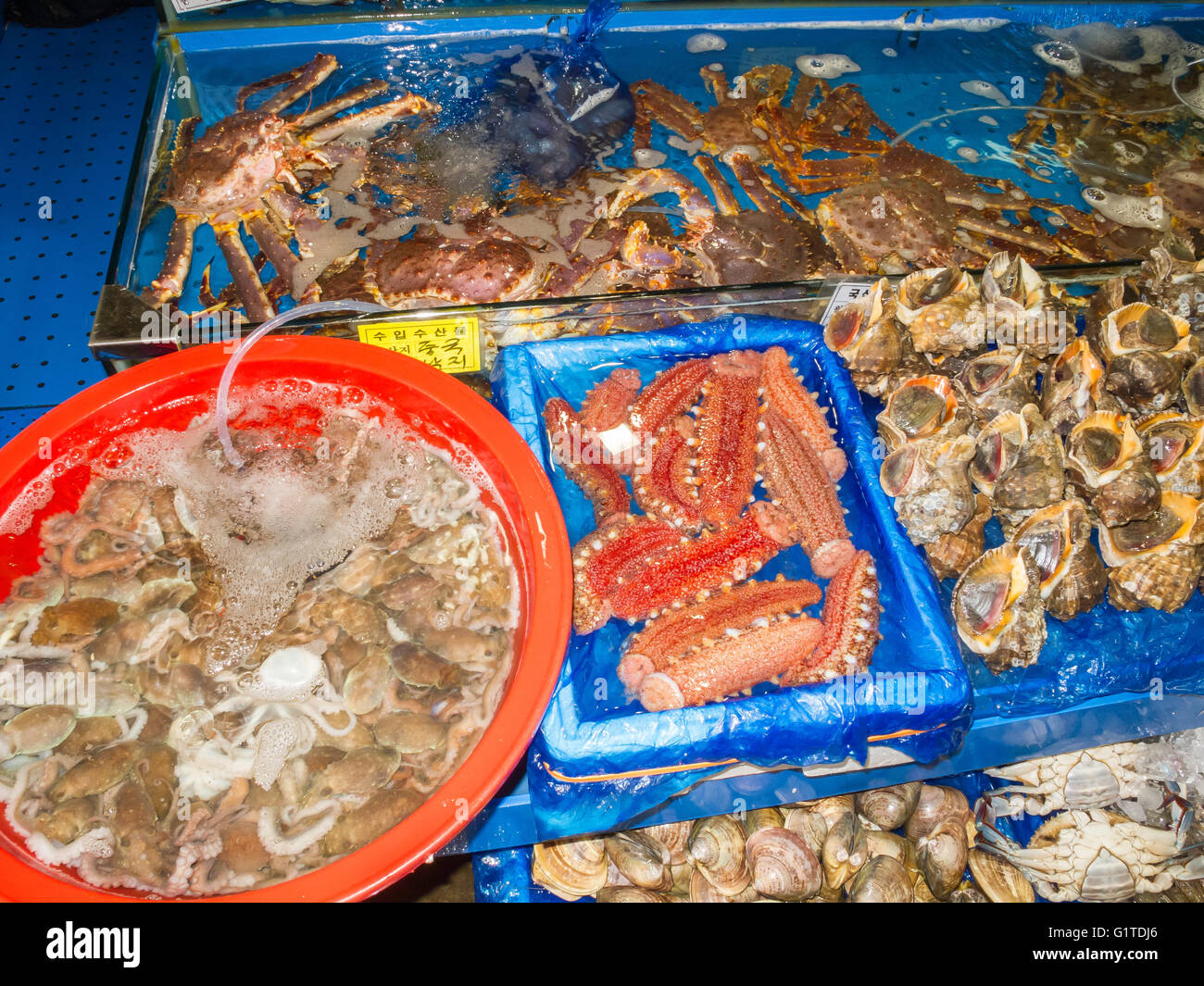 Echinoderms hi-res stock photography and images - Alamy