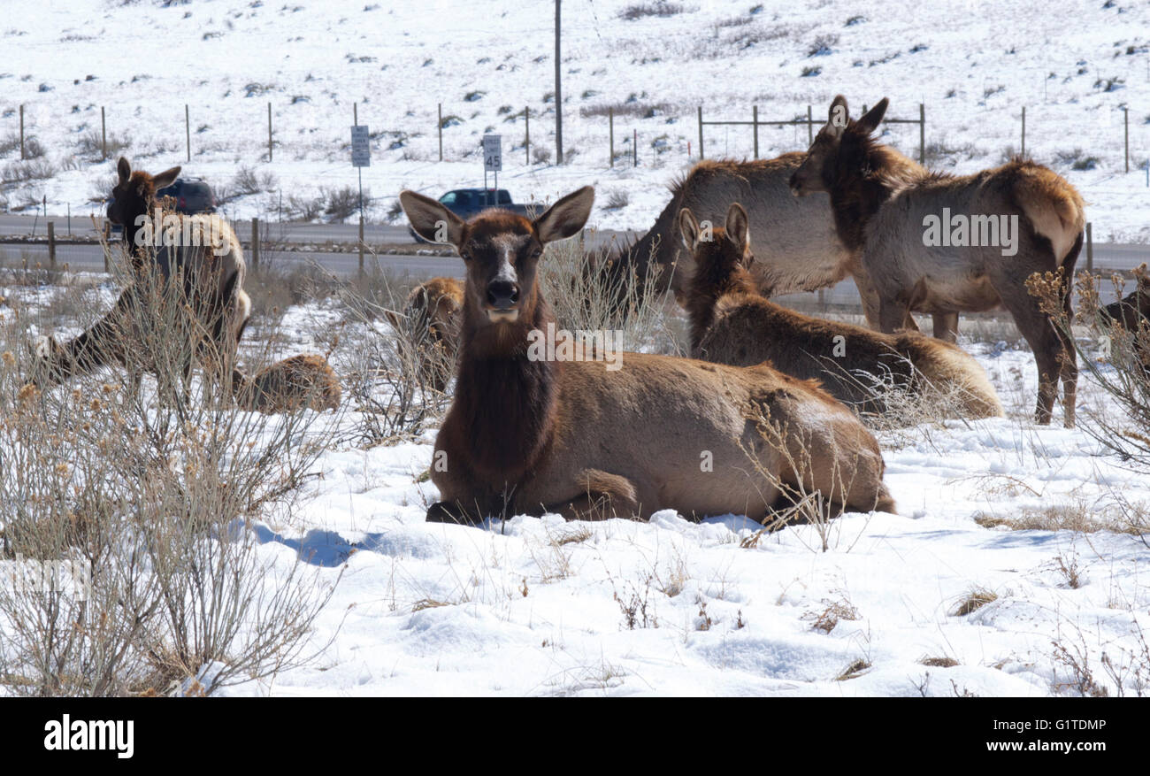 Golden Colorado High Resolution Stock Photography and Images - Alamy