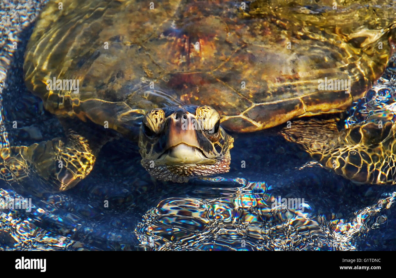 Sea Turtle Emerges Stock Photo - Alamy