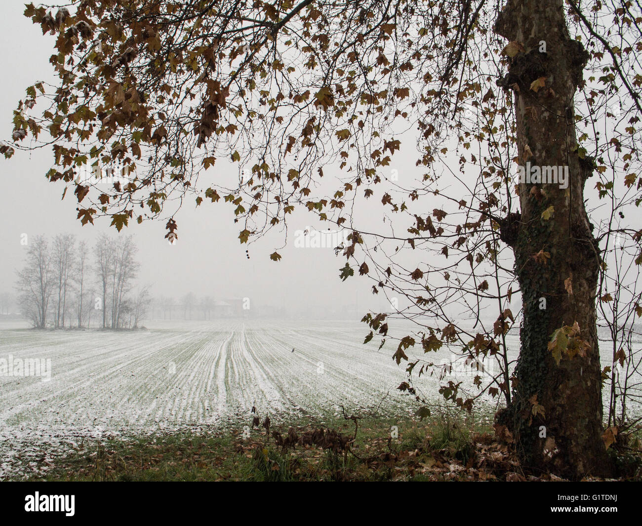 Cold landscape with tree Stock Photo - Alamy
