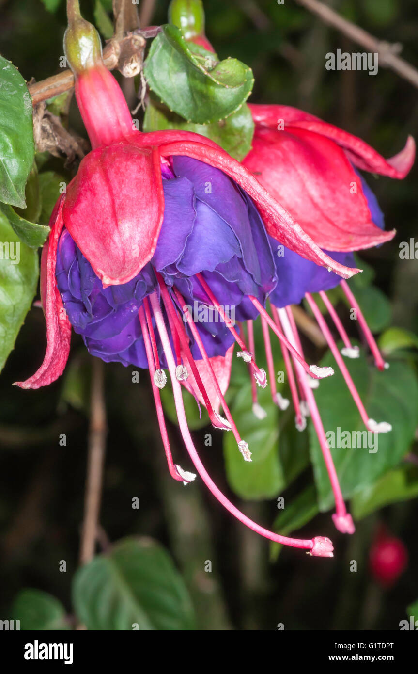 Fuchsia regia hi-res stock photography and images - Alamy