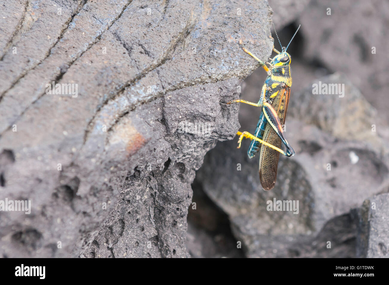 Painted locust, Schistocerca melanocera, on lava field, Bahia Sullivan ...