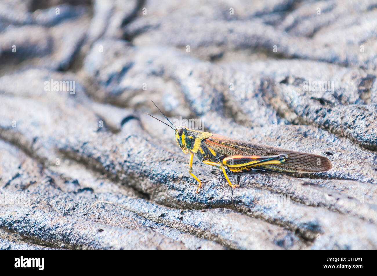 Schistocerca melanocera hi-res stock photography and images - Alamy