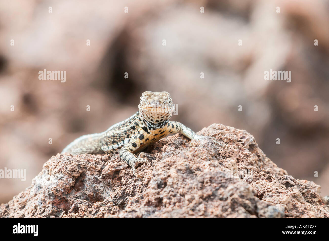 Santiago lava lizard, Microlophus (Tropidurus) jacobi, Isla Santiago ...