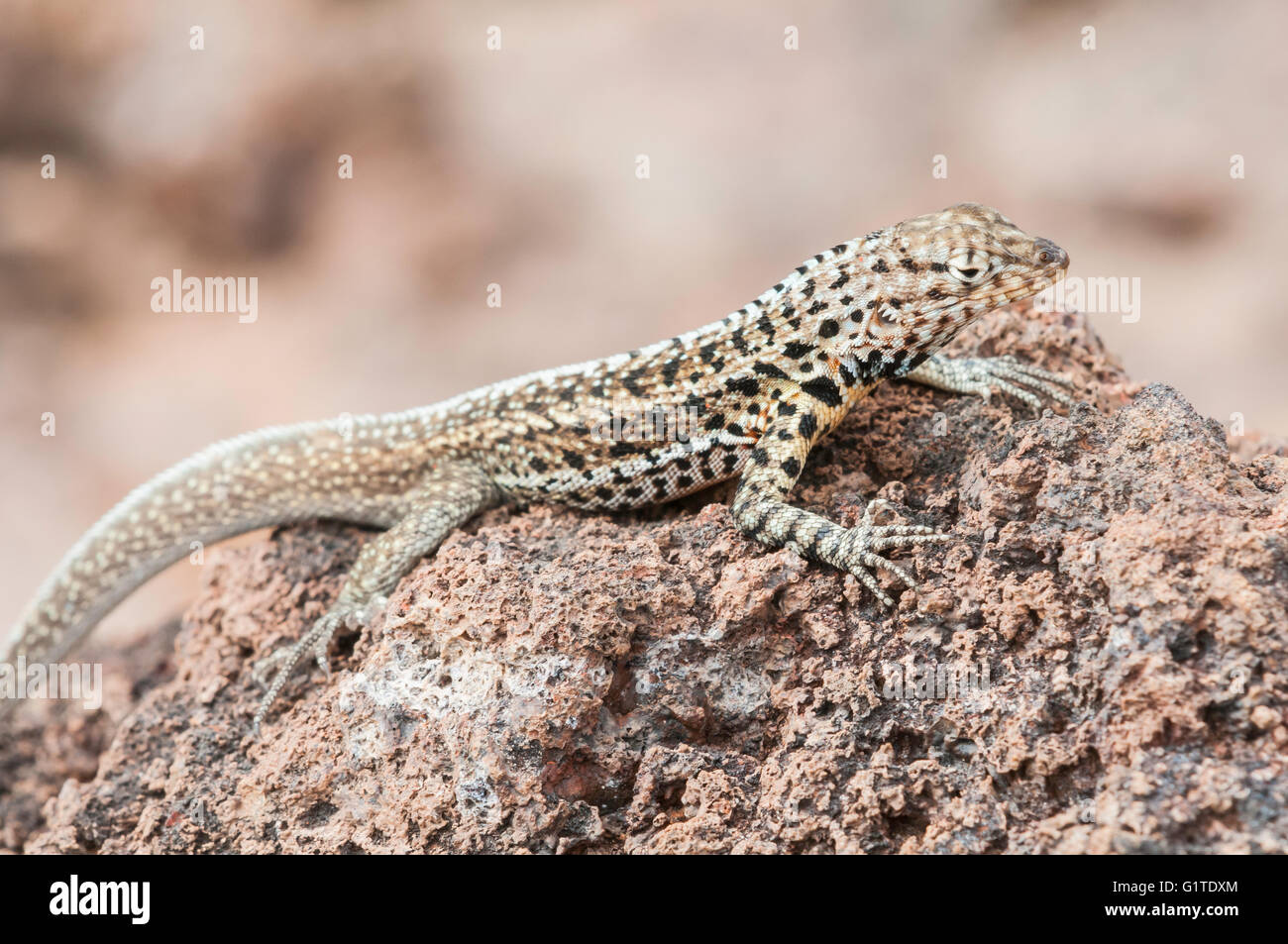 Santiago lava lizard, Microlophus (Tropidurus) jacobi, Isla Santiago ...