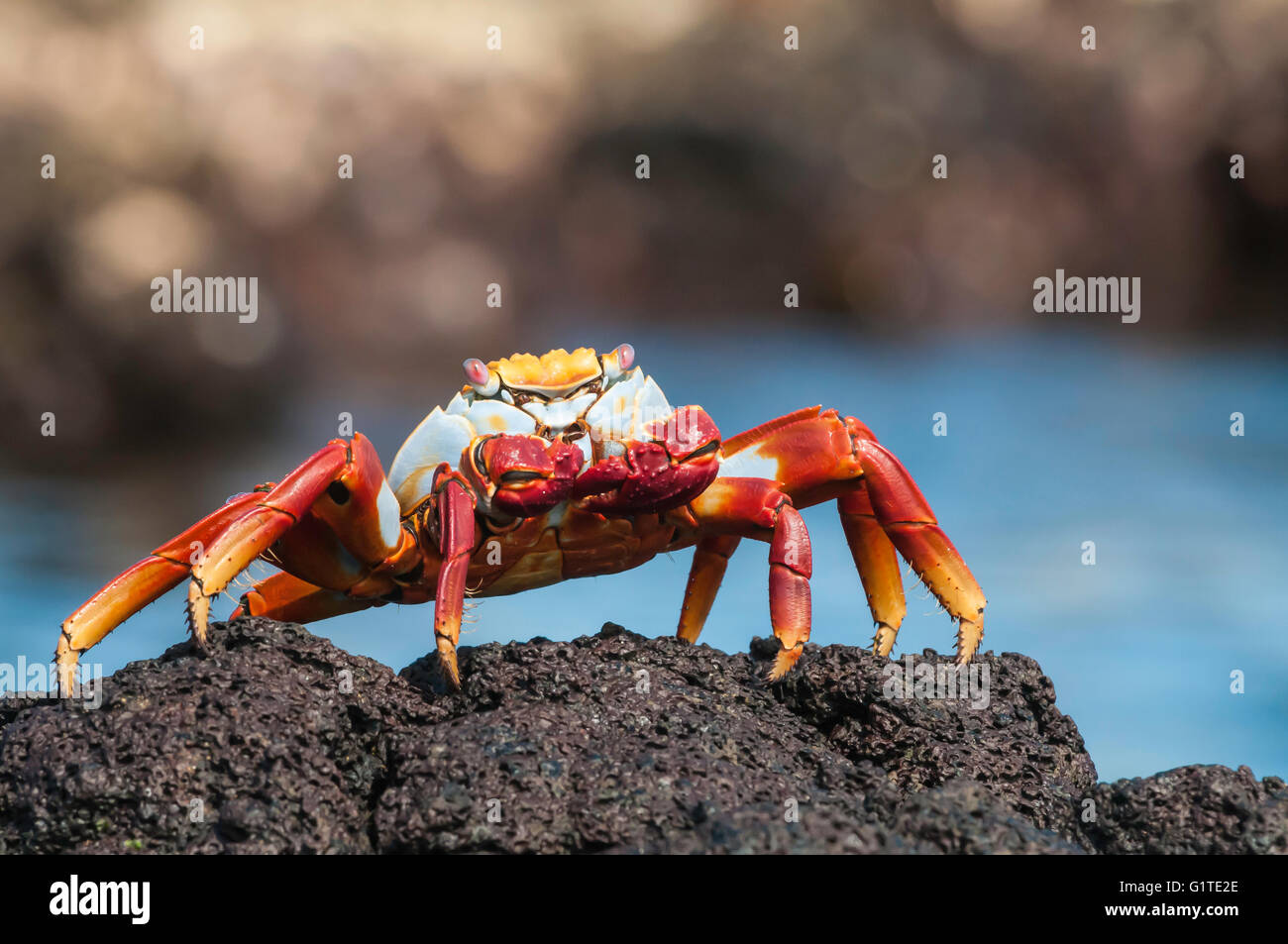 Sally lightfoot crab, Grapsus grapsus, Isla Santiago (San Salvador ...