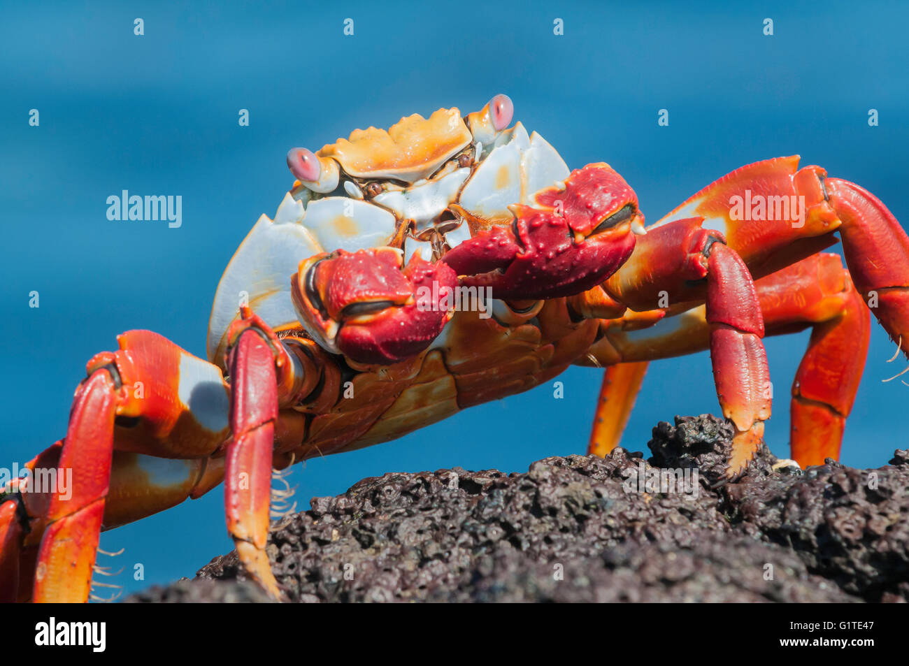 Sally lightfoot crab, Grapsus grapsus, Isla Santiago (San Salvador ...