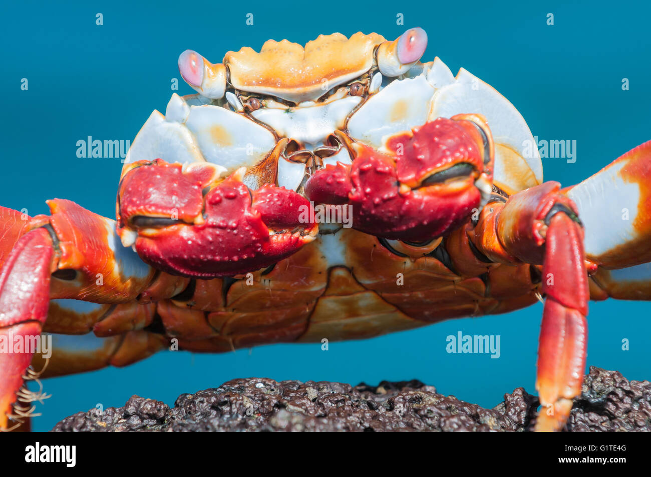 Sally lightfoot crab, Grapsus grapsus, Isla Santiago (San Salvador ...