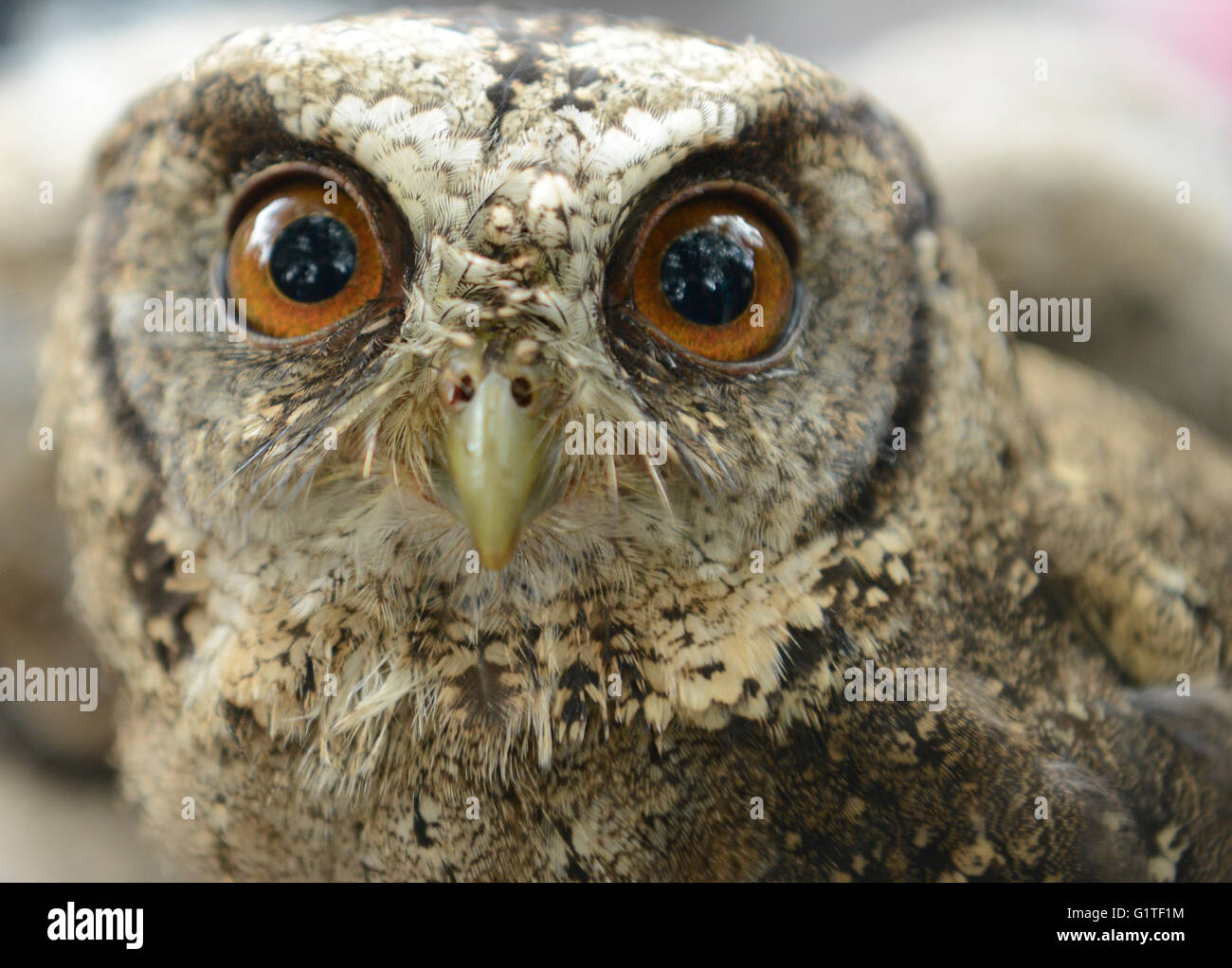 Indonesia scops owl hi-res stock photography and images - Alamy