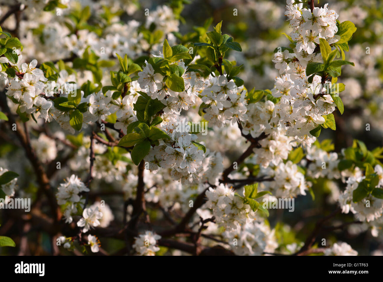 Plum blooming tree hi-res stock photography and images - Alamy