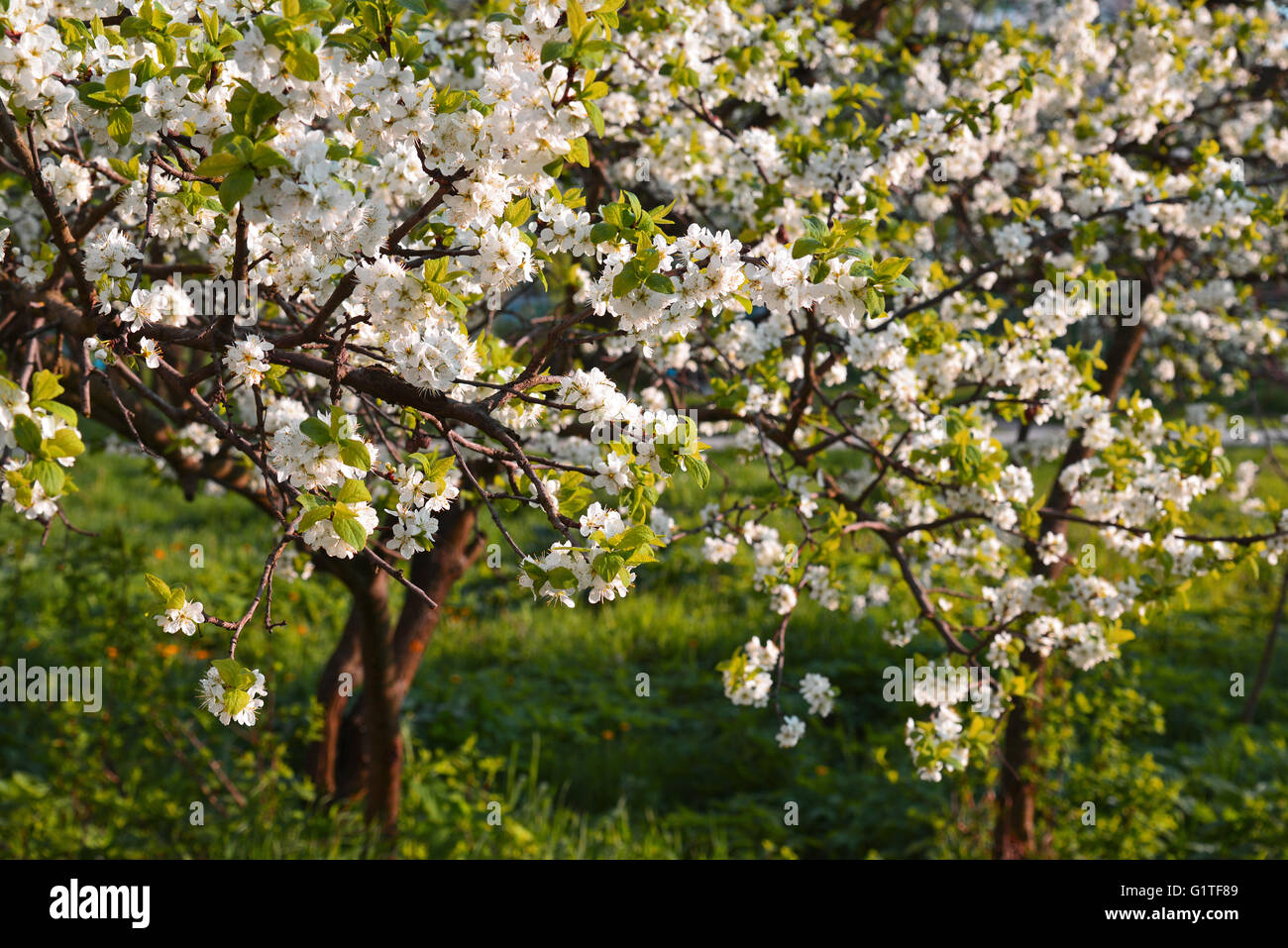 Plum tree garden hi-res stock photography and images - Alamy