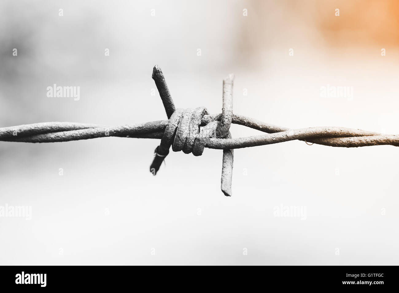 Barb shot from close range Stock Photo - Alamy