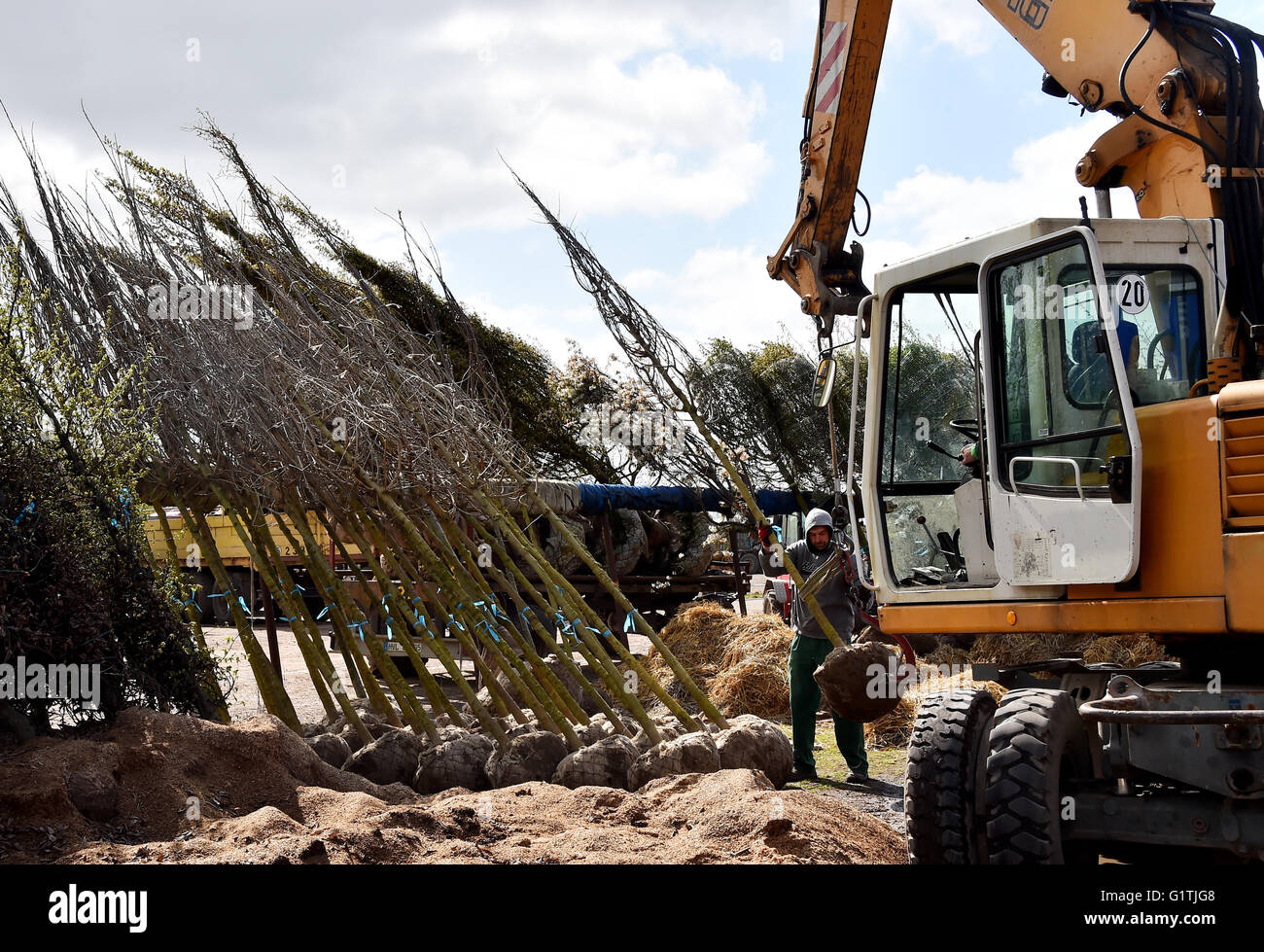 Tremmen, Germany. 20th Apr, 2016. Young trees are loaded at the Lorberg ...