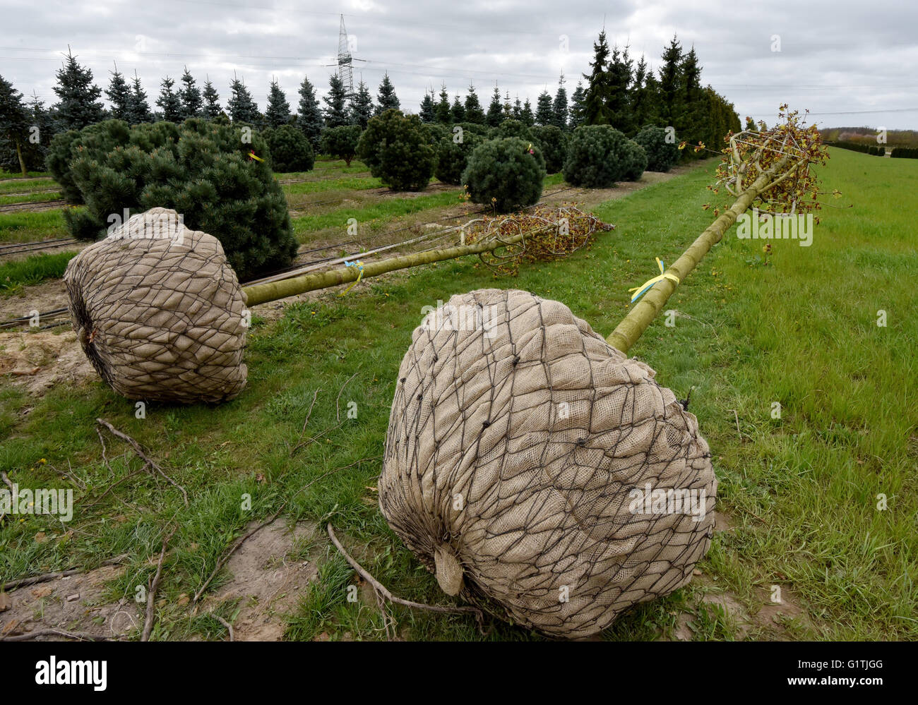 Tremmen, Germany. 20th Apr, 2016. Trees ready for delivery seen at the ...