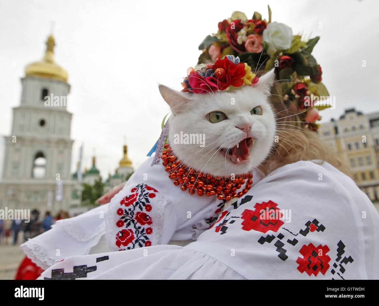 Kiev, Ukraine. 19th May, 2016. A cat dressed in the National Ukrainian ...