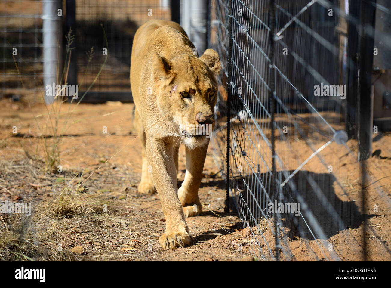 New lion enclosure hi-res stock photography and images - Alamy