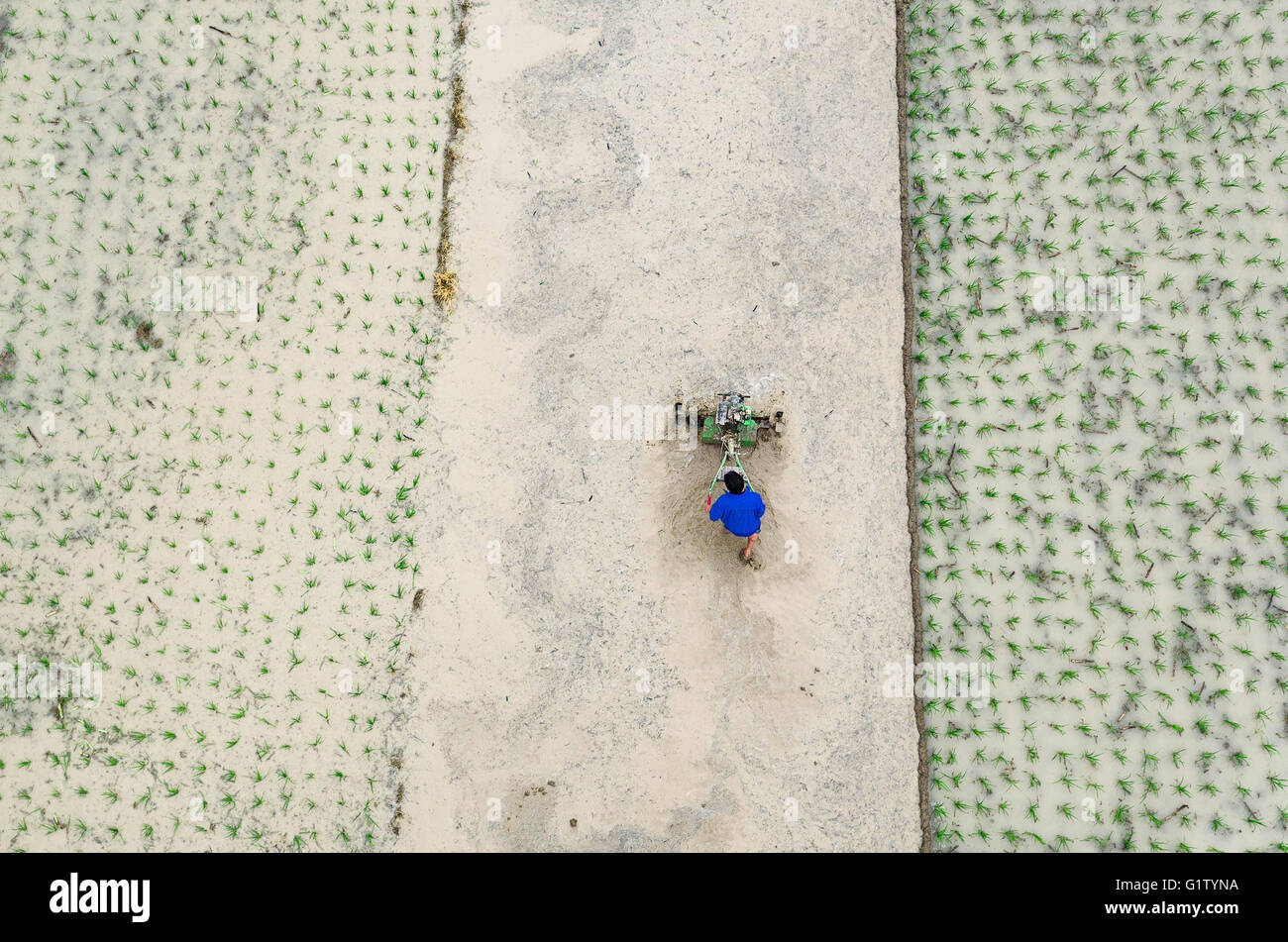 Zunyi. 20th May, 2016. A farmer works in rice fields in Yuqing County ...
