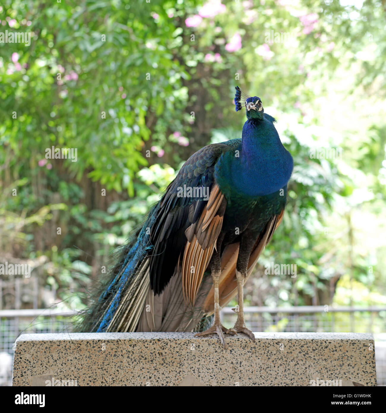 beautiful peacock with nature background Stock Photo - Alamy