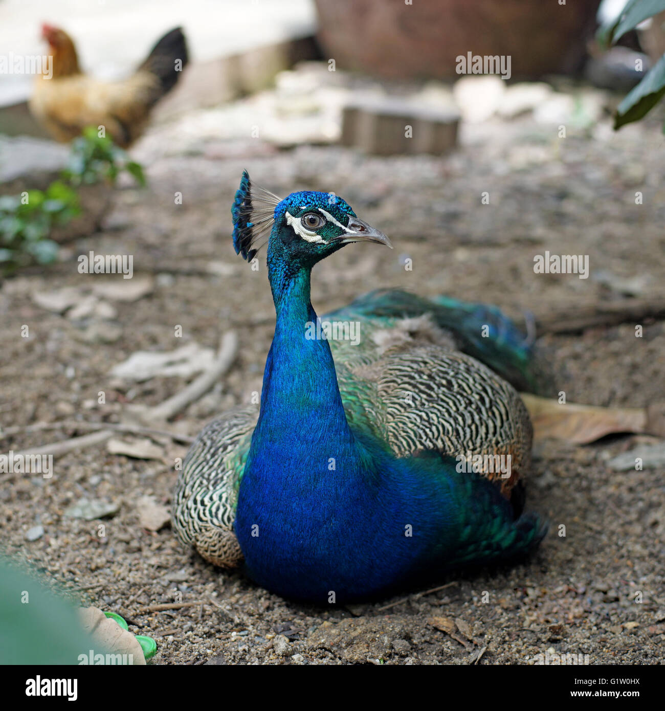 beautiful peacock sitting on ground Stock Photo - Alamy