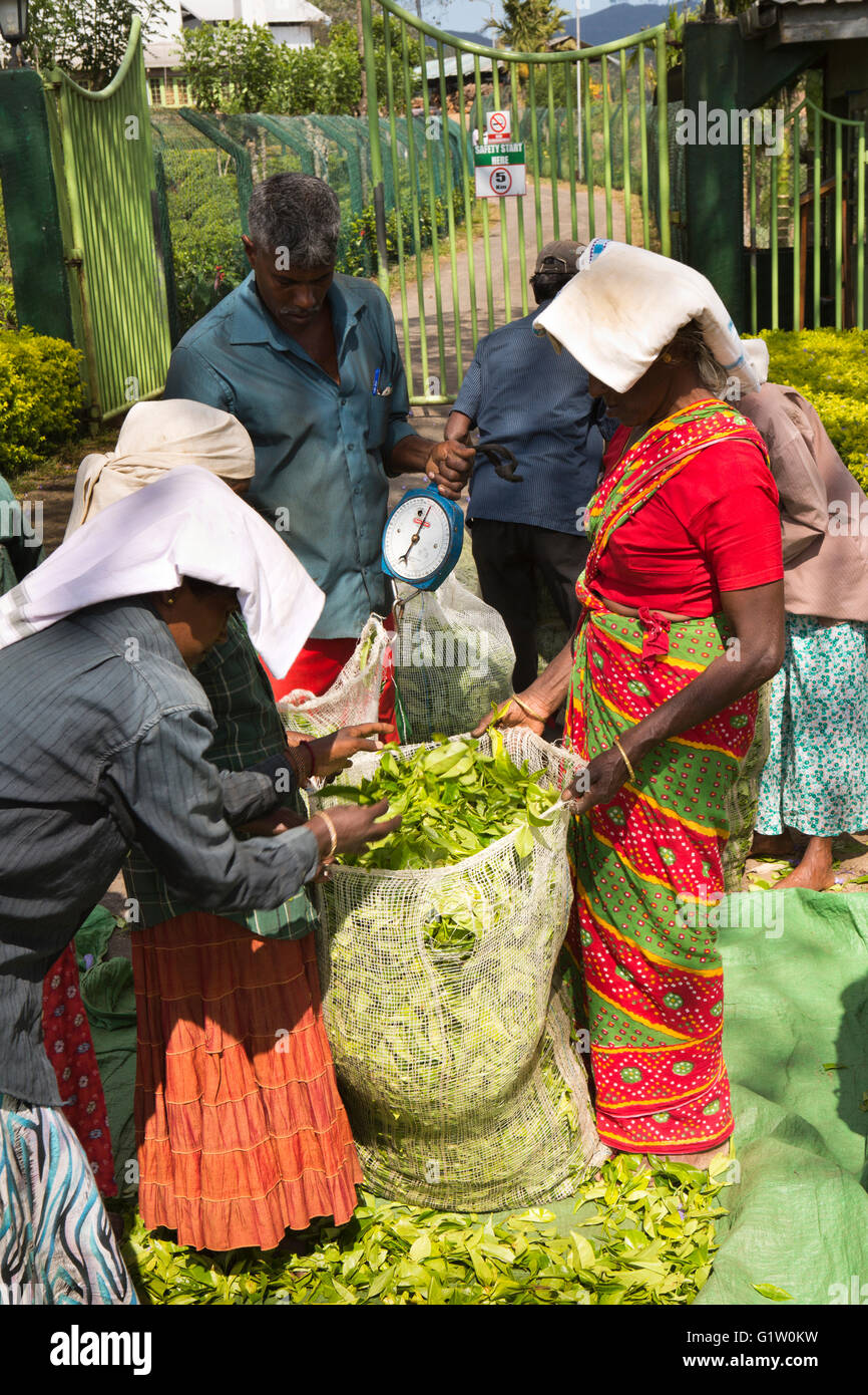 Sri lankan woman beautiful hi-res stock photography and images - Alamy
