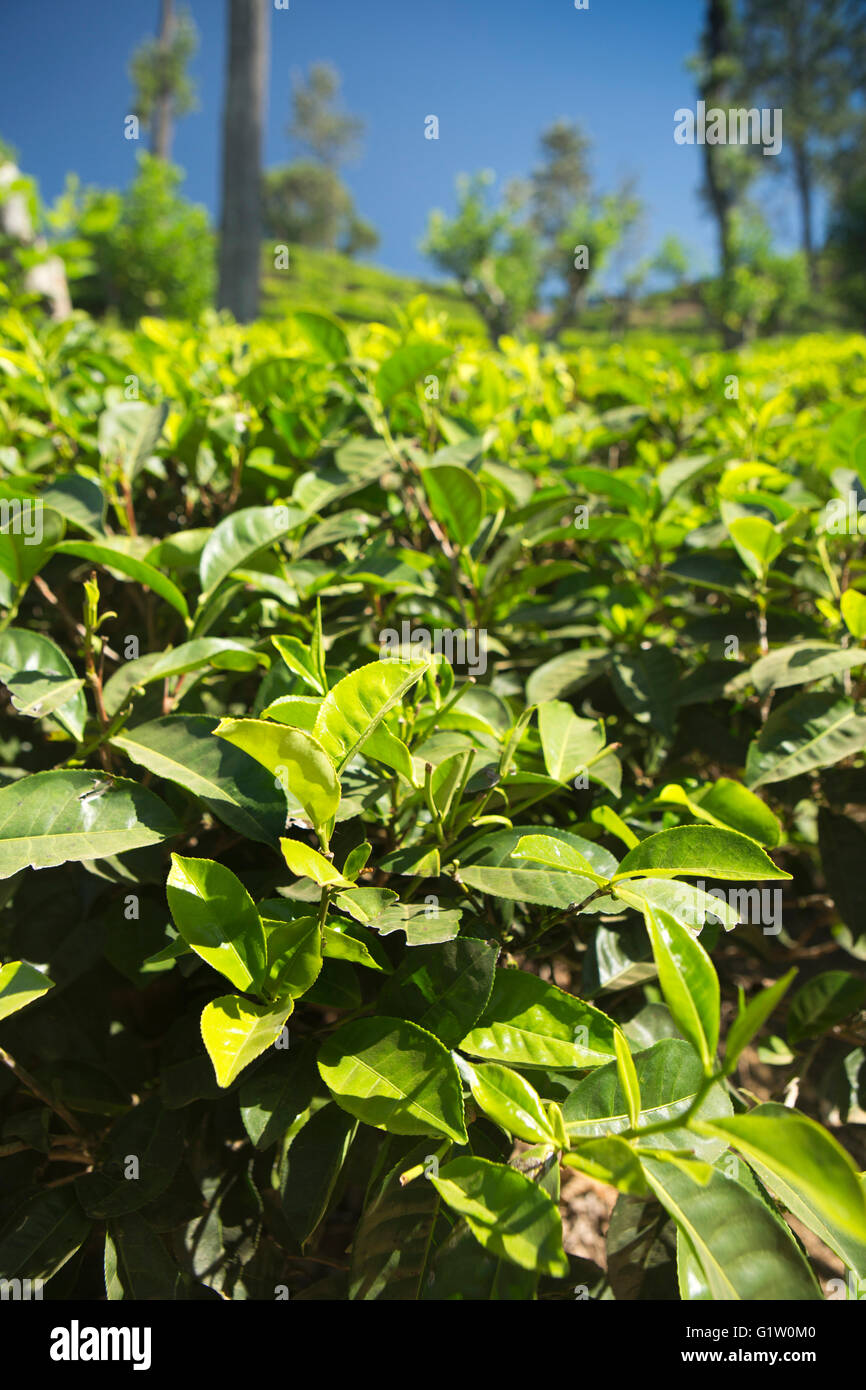 Finlays hi-res stock photography and images - Alamy