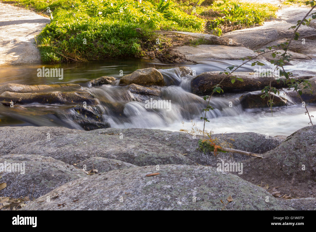Tree among rocks hi-res stock photography and images - Alamy