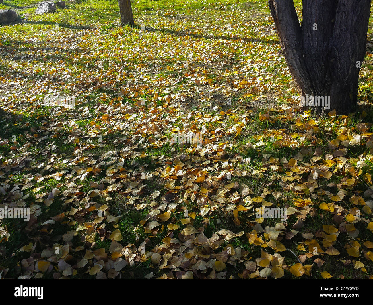 Tree leaves on the floor hi-res stock photography and images - Alamy