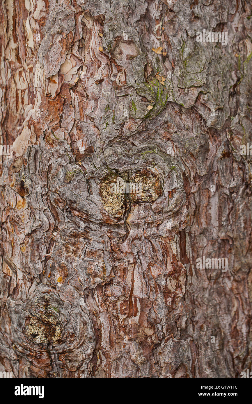 Red cedar mat hi-res stock photography and images - Alamy