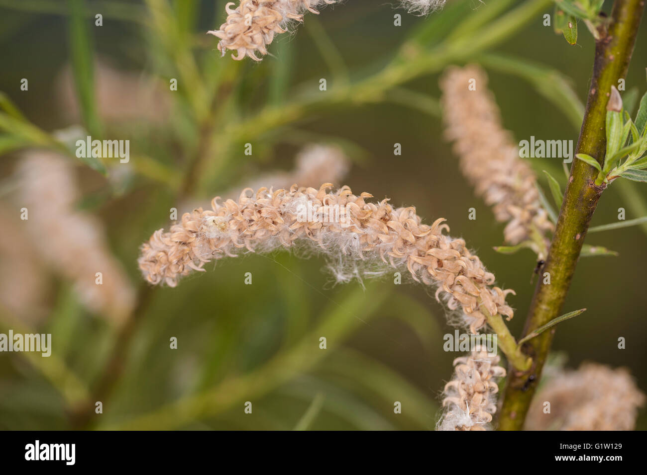 Marsh willow herb hi-res stock photography and images - Alamy