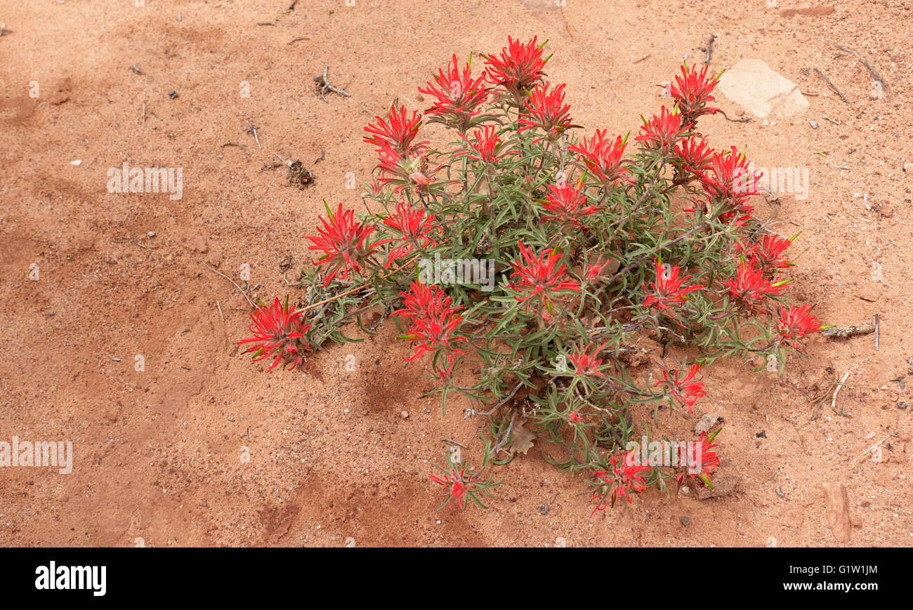 Desert Paintbrush, Arches National Park Moab Utah USA Stock Photo - Alamy