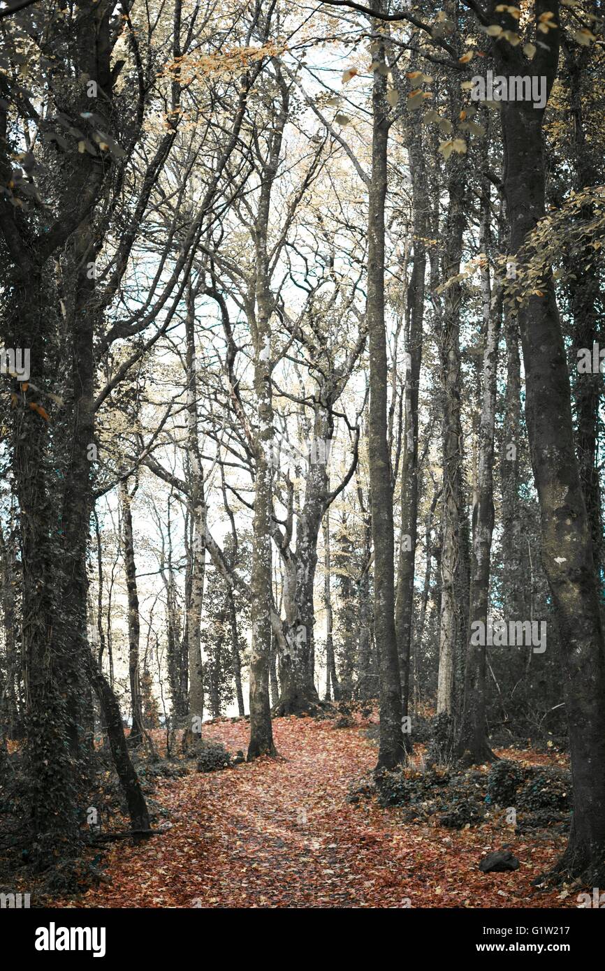 Creepy forest hi-res stock photography and images - Alamy