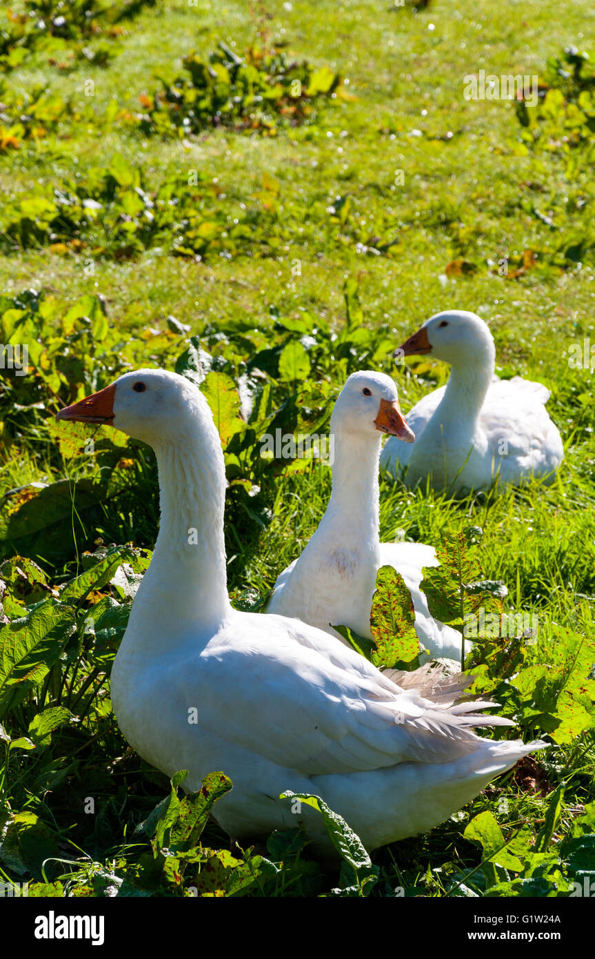 Tribe anserini hi-res stock photography and images - Alamy