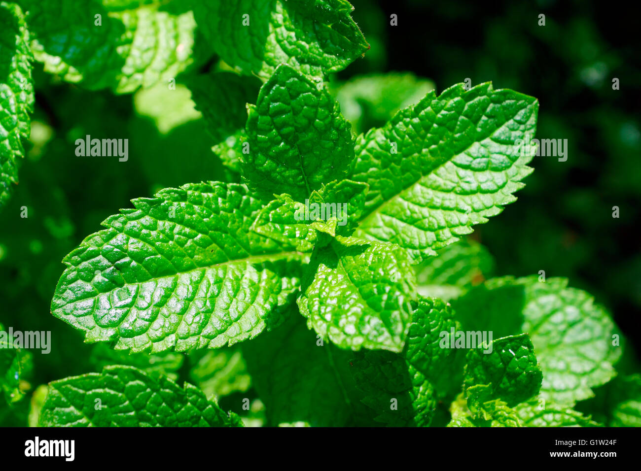 Chewing mint flavour gum hi-res stock photography and images - Alamy