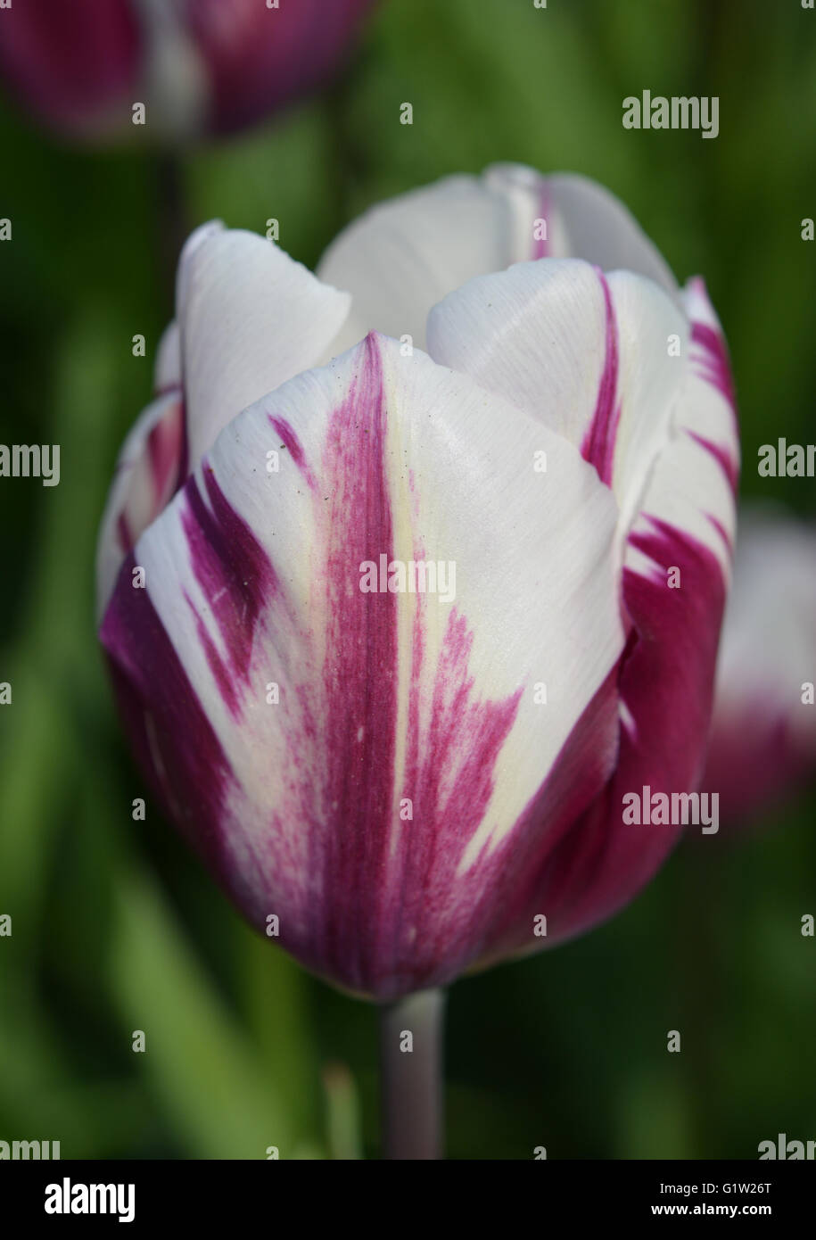 A single Zurel tulip Stock Photo - Alamy
