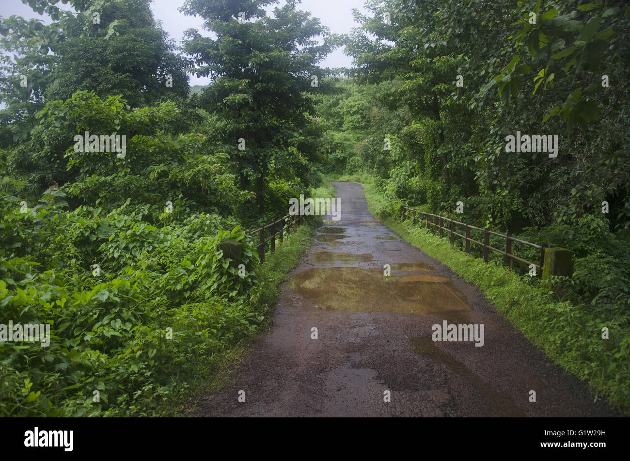 Jungle track in rainy season, Near Ratnagiri, Maharashtra, India Stock ...