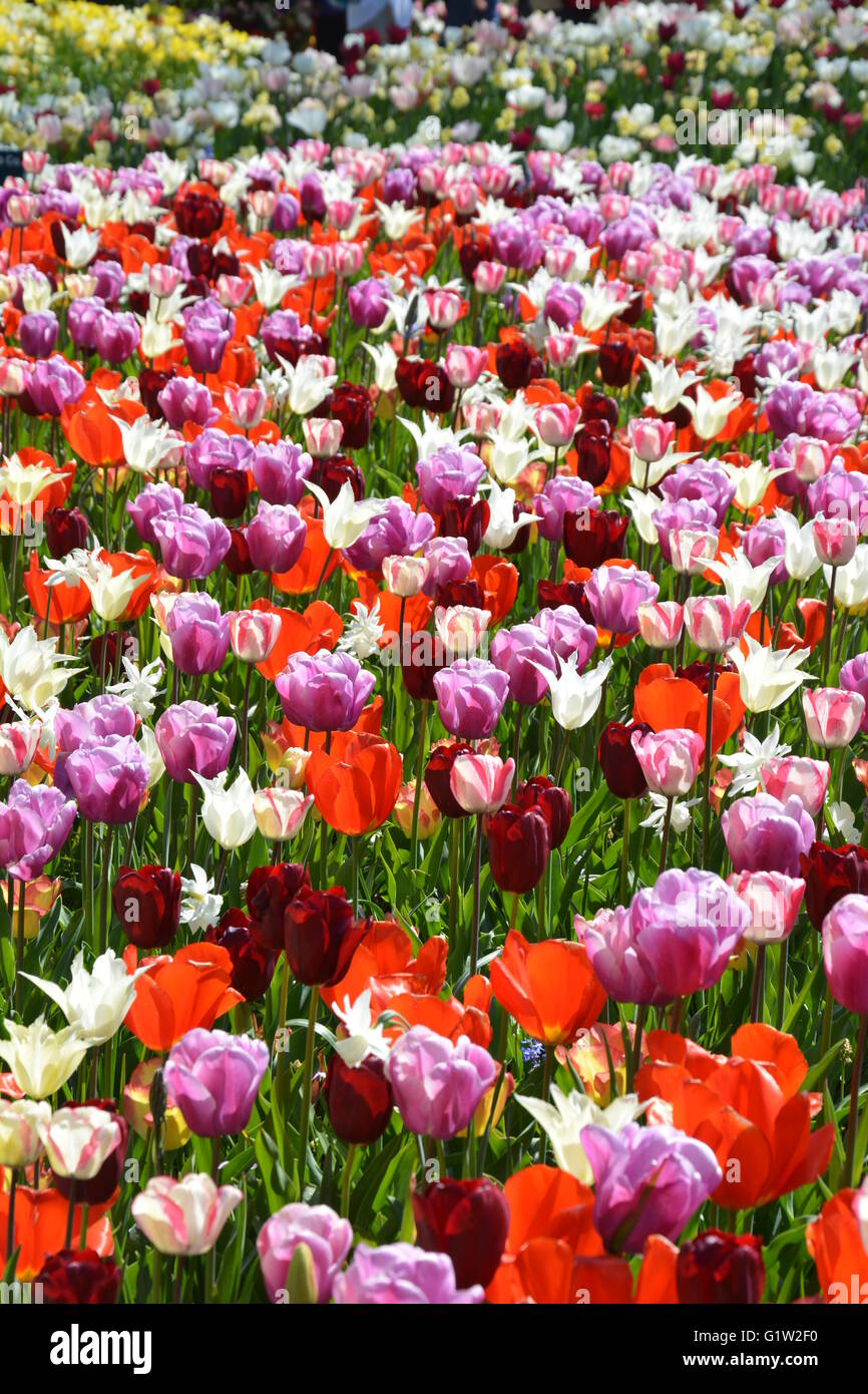 An array of colour hi-res stock photography and images - Alamy