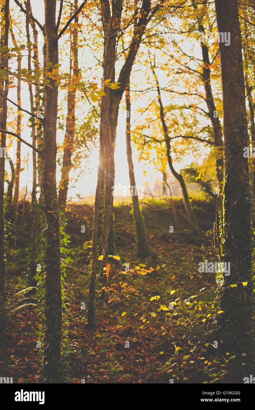 Golden sun hi-res stock photography and images - Alamy