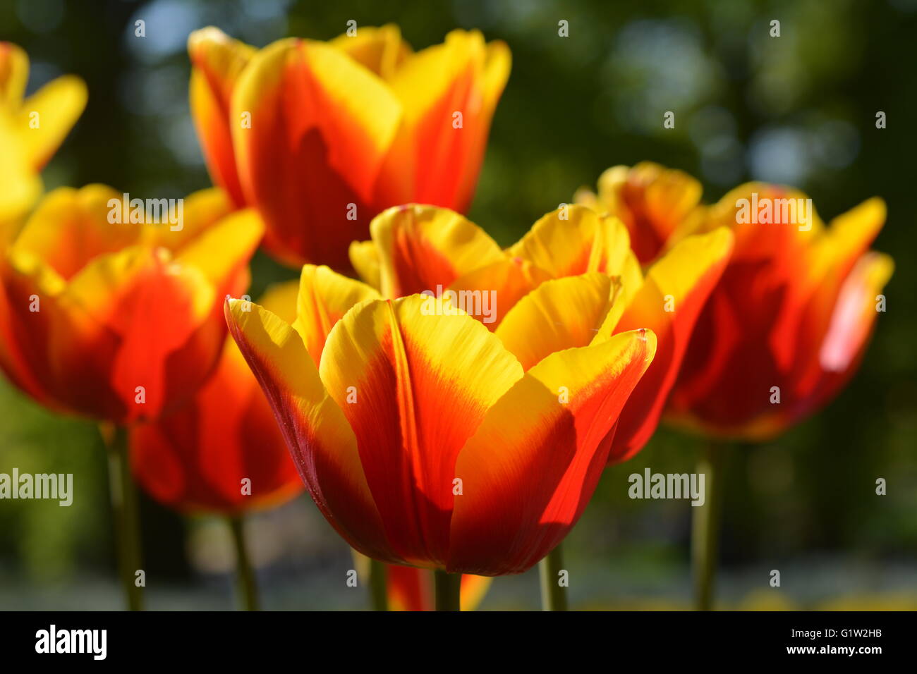 Million tulips hi-res stock photography and images - Alamy