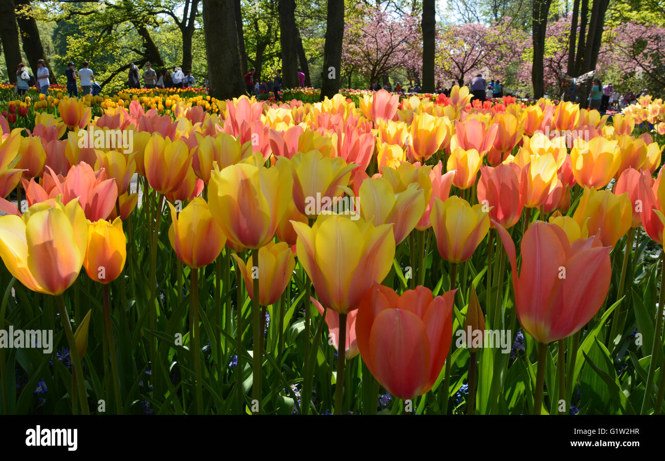 A field of blushing beauty tulips at the Keukenhof exhibition, Holland ...