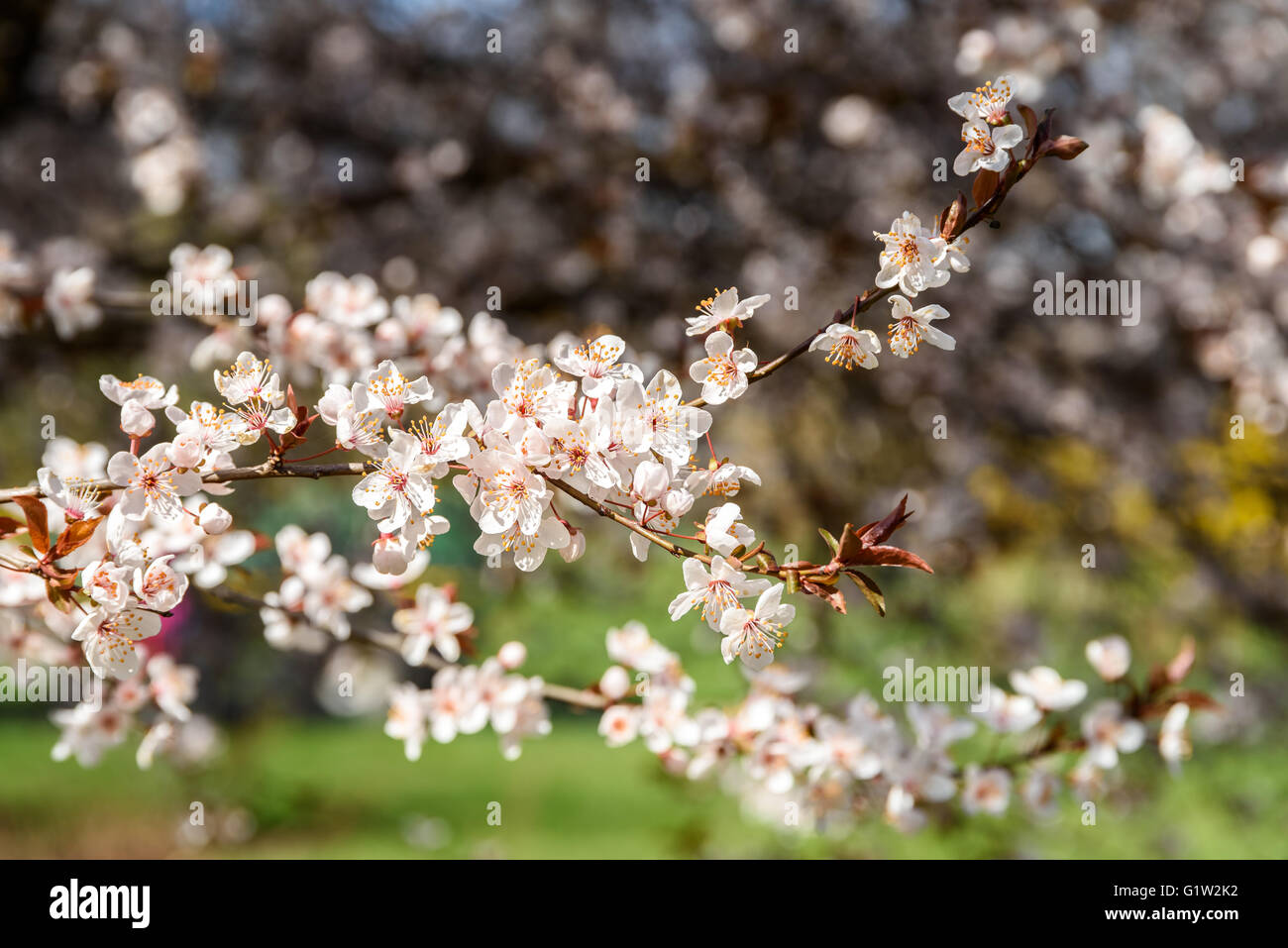 White apple tree hi-res stock photography and images - Alamy
