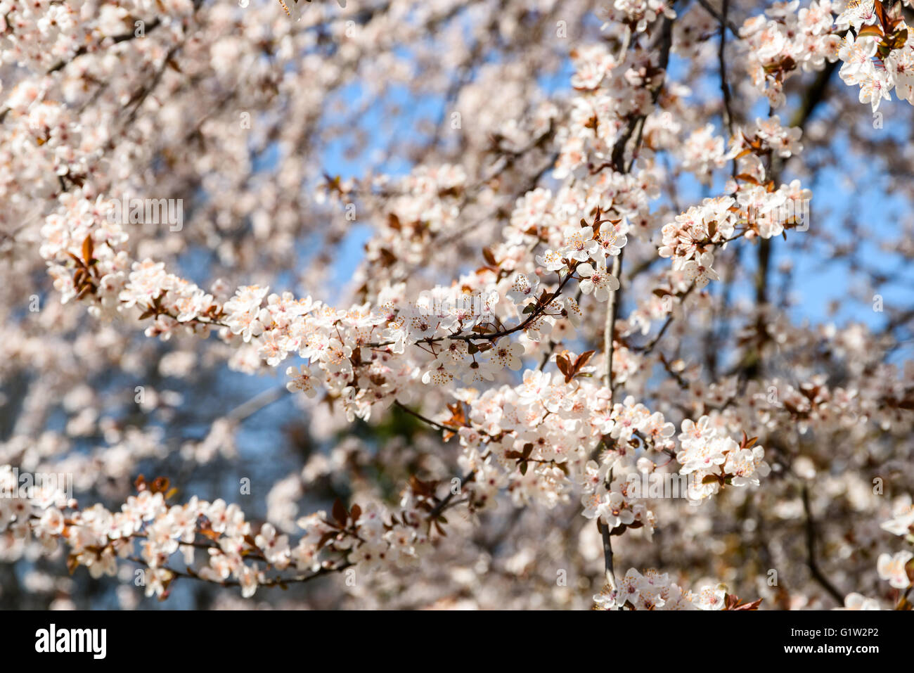 White apple tree hi-res stock photography and images - Alamy