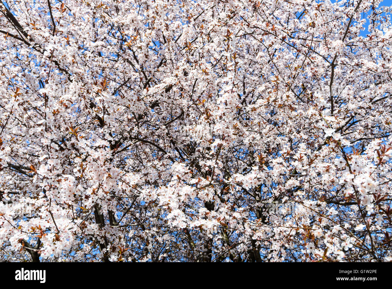 White apple tree hi-res stock photography and images - Alamy