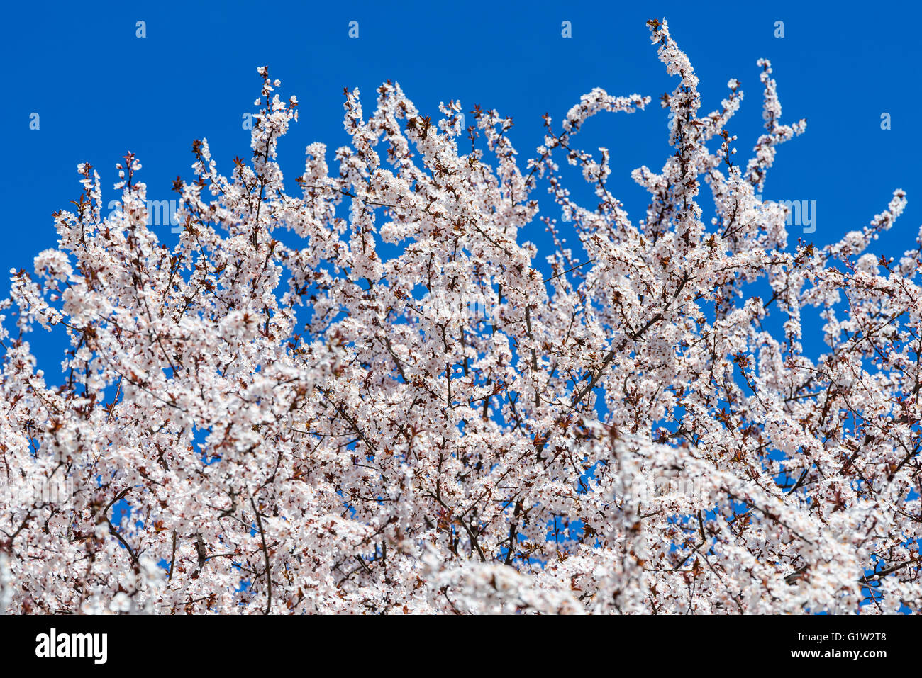 White apple tree hi-res stock photography and images - Alamy