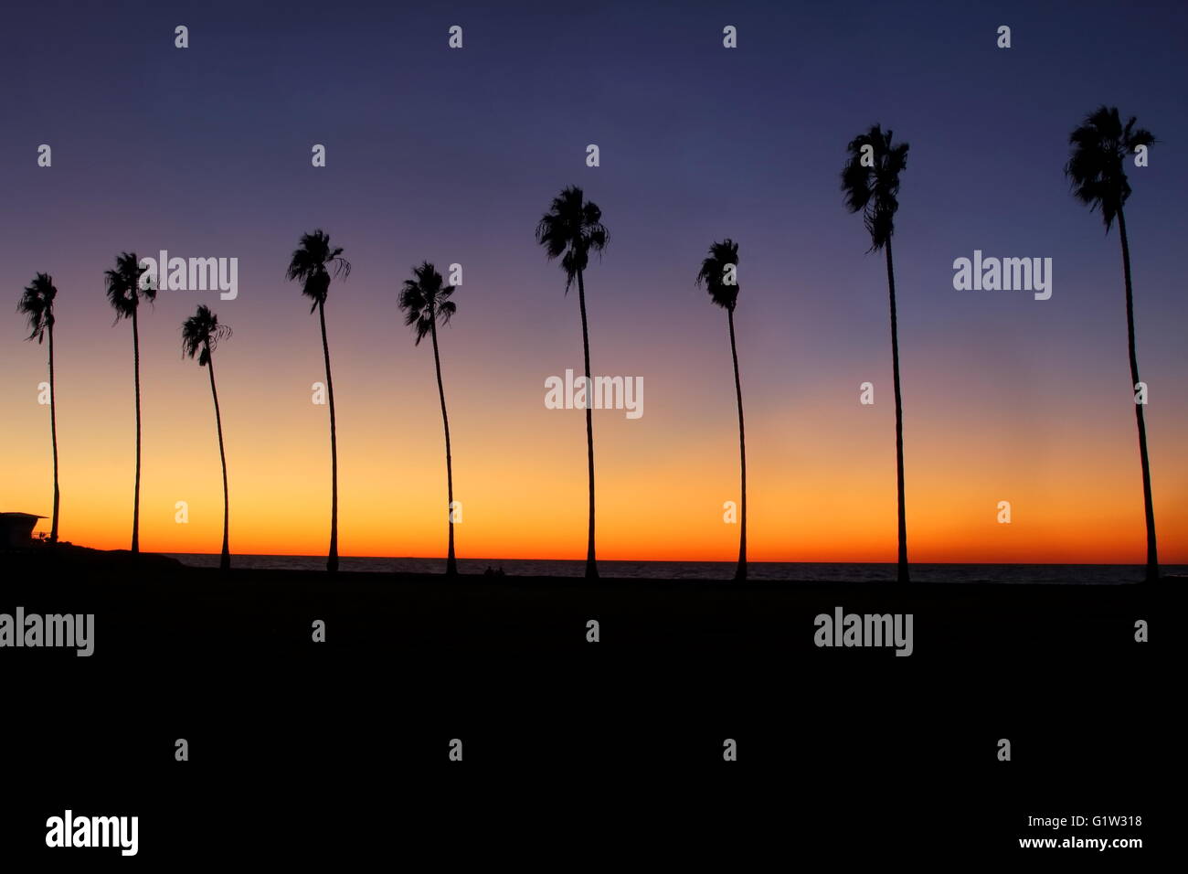 Palm Trees at Sunset - Row of palm trees silhouettes during a colorful ...