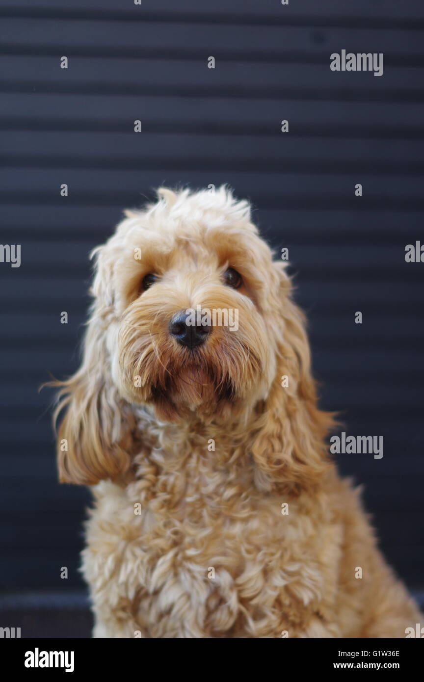 Cockapoo puppies hi-res stock photography and images - Alamy