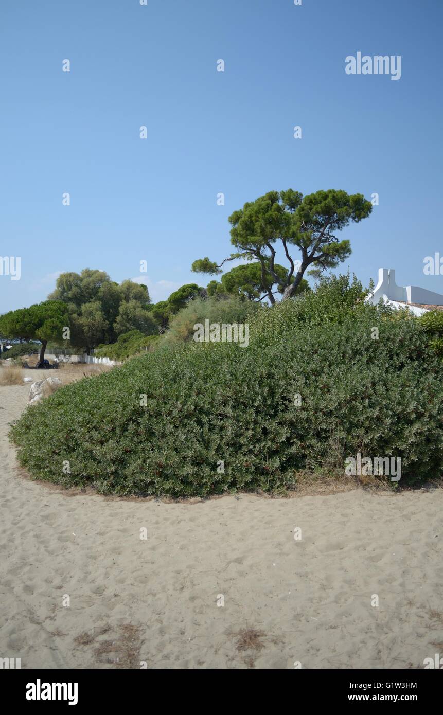 One day at the beach with the family . Schinias beach , Marathonas city ...