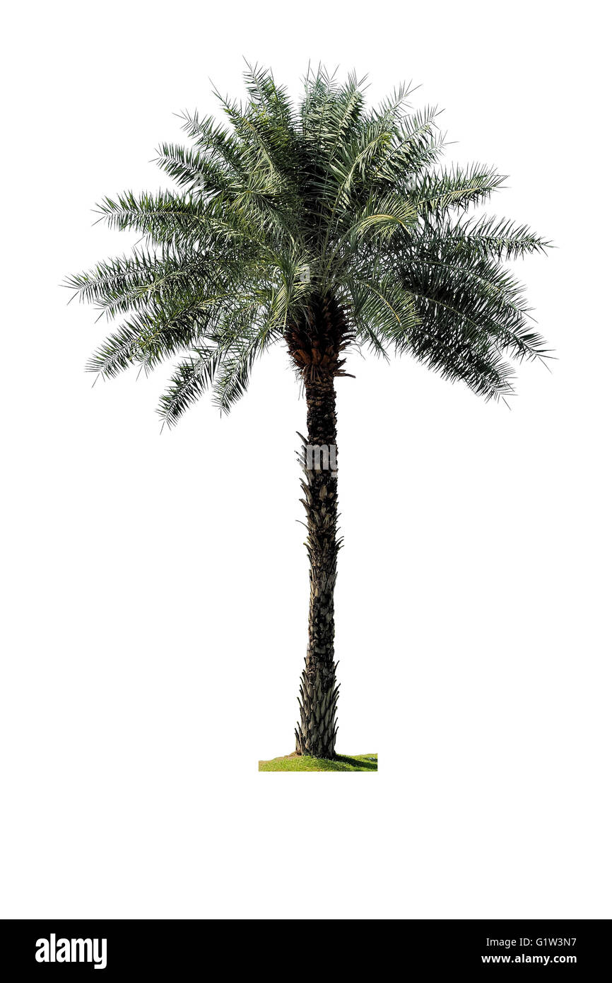Ground palm plant hi-res stock photography and images - Alamy