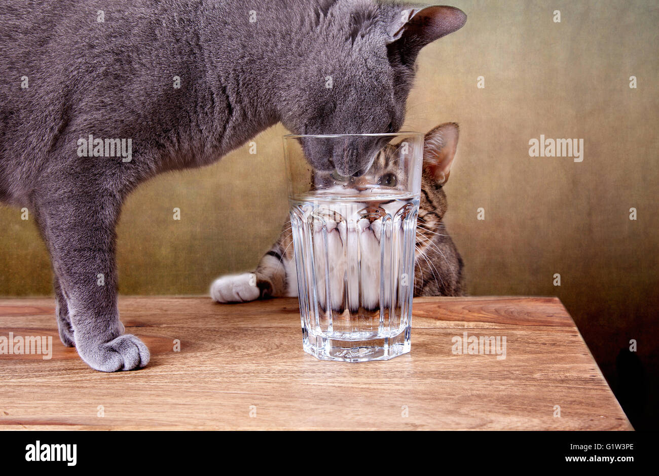 Two cats with glass of water studio shot Stock Photo - Alamy