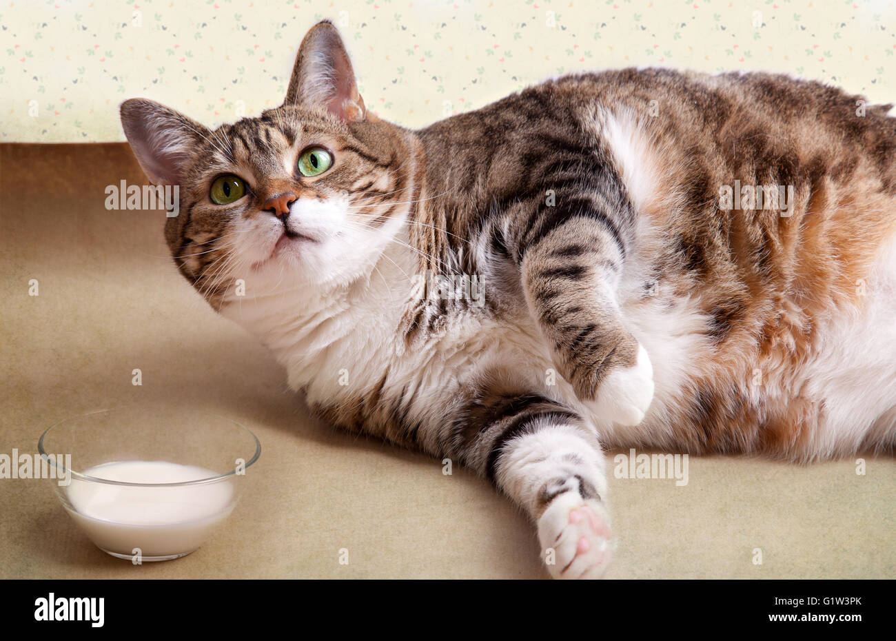 Fat Cat lying on floor with milk bowl Stock Photo - Alamy